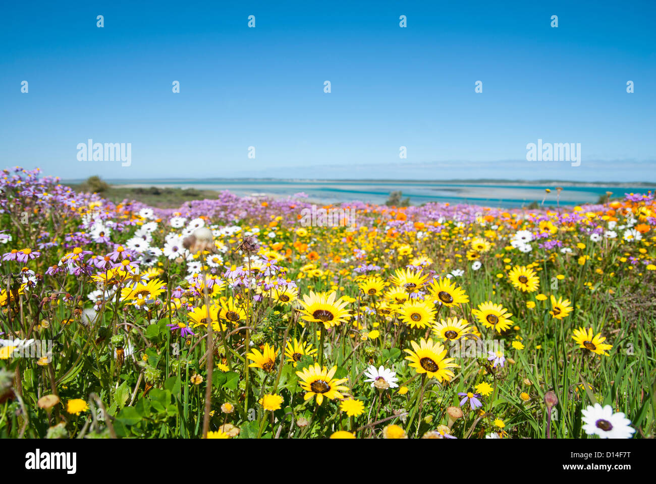 Field of flowers in rural landscape Stock Photo - Alamy