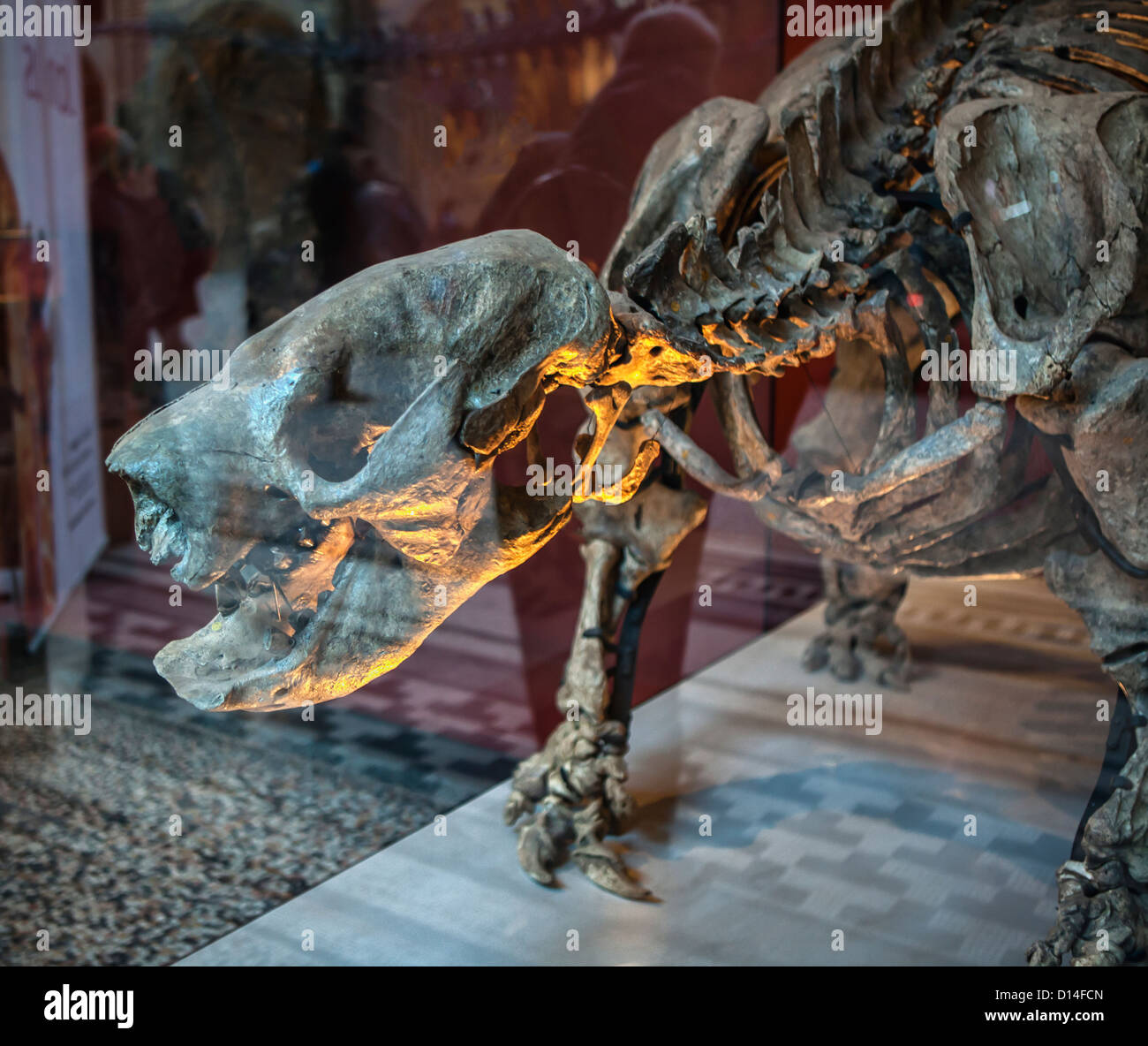 Dinosaur museum display hi-res stock photography and images - Alamy