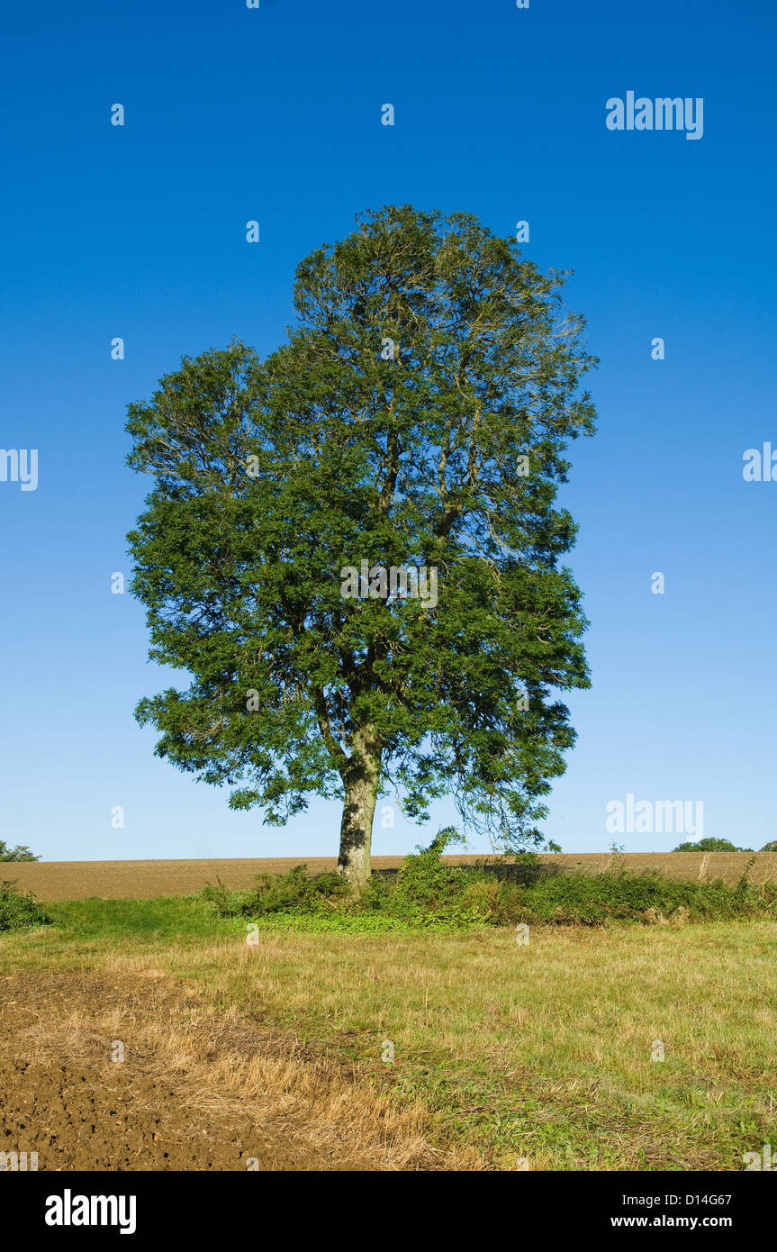 Tree growing in grassy rural field Stock Photo - Alamy
