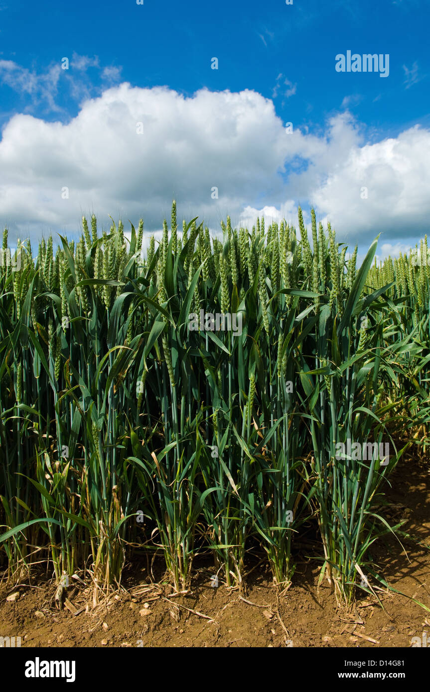 White maize growing hi-res stock photography and images - Alamy
