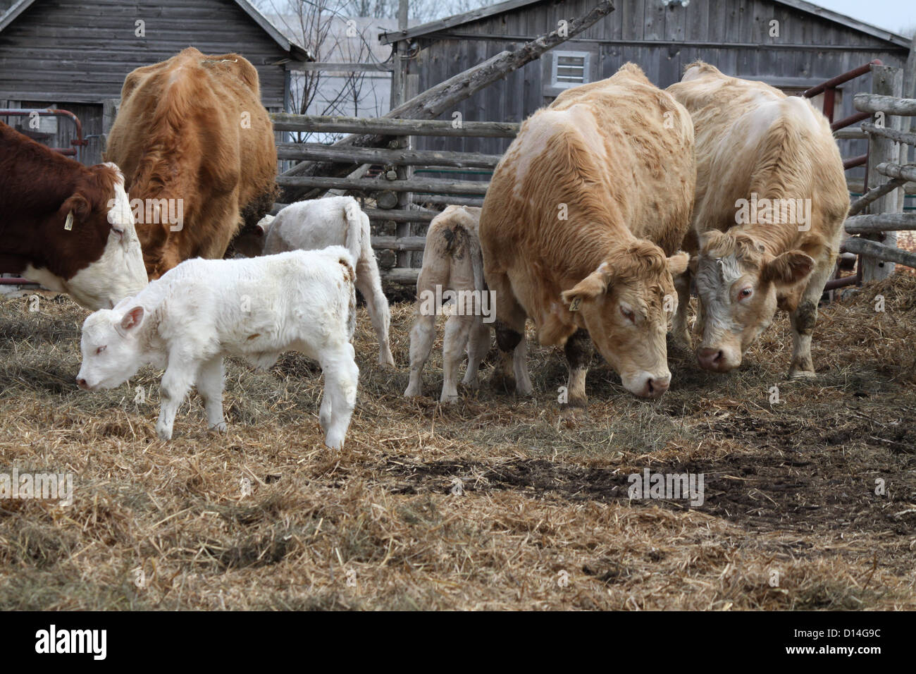 Adult cows hi-res stock photography and images - Alamy