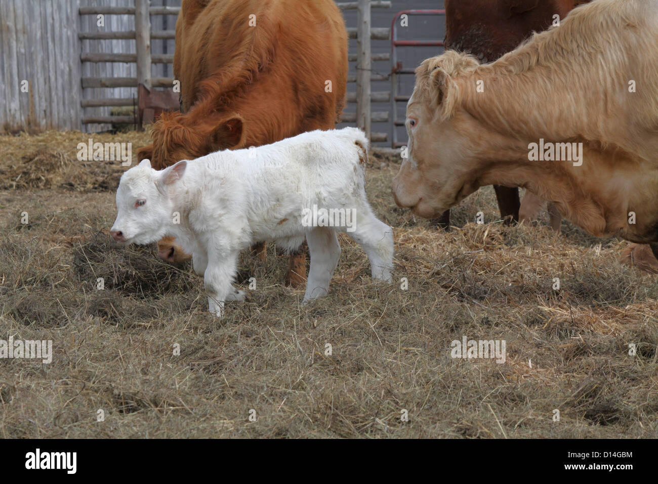 Confined calf hi-res stock photography and images - Alamy