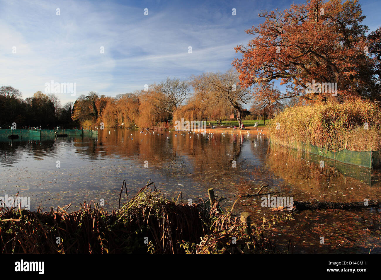 Reigate priory hi-res stock photography and images - Alamy
