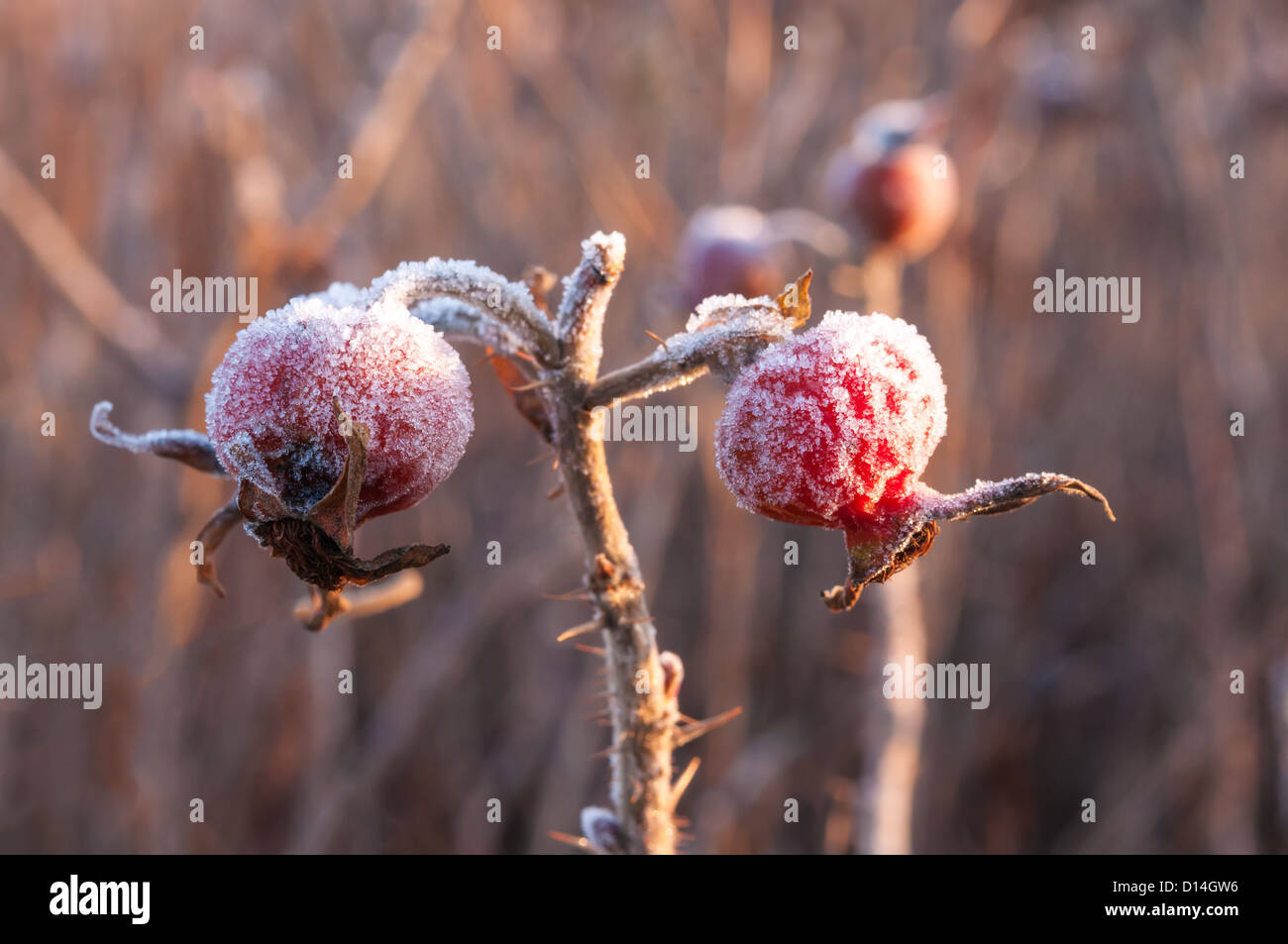 Briar bush hi-res stock photography and images - Alamy