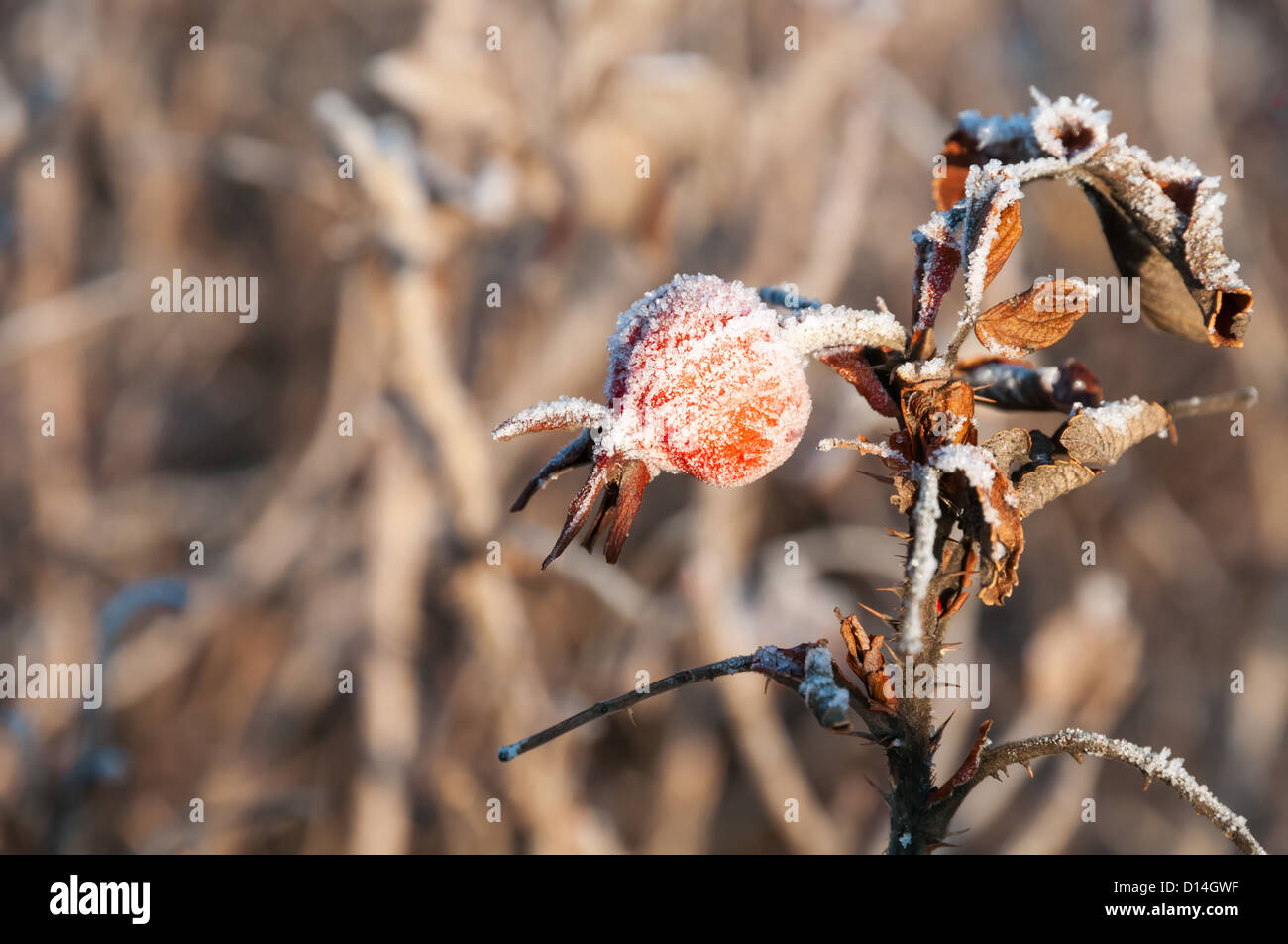 Briar bush hi-res stock photography and images - Alamy