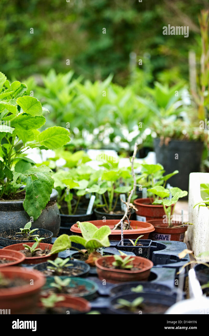 Potted plants on table in backyard Stock Photo - Alamy