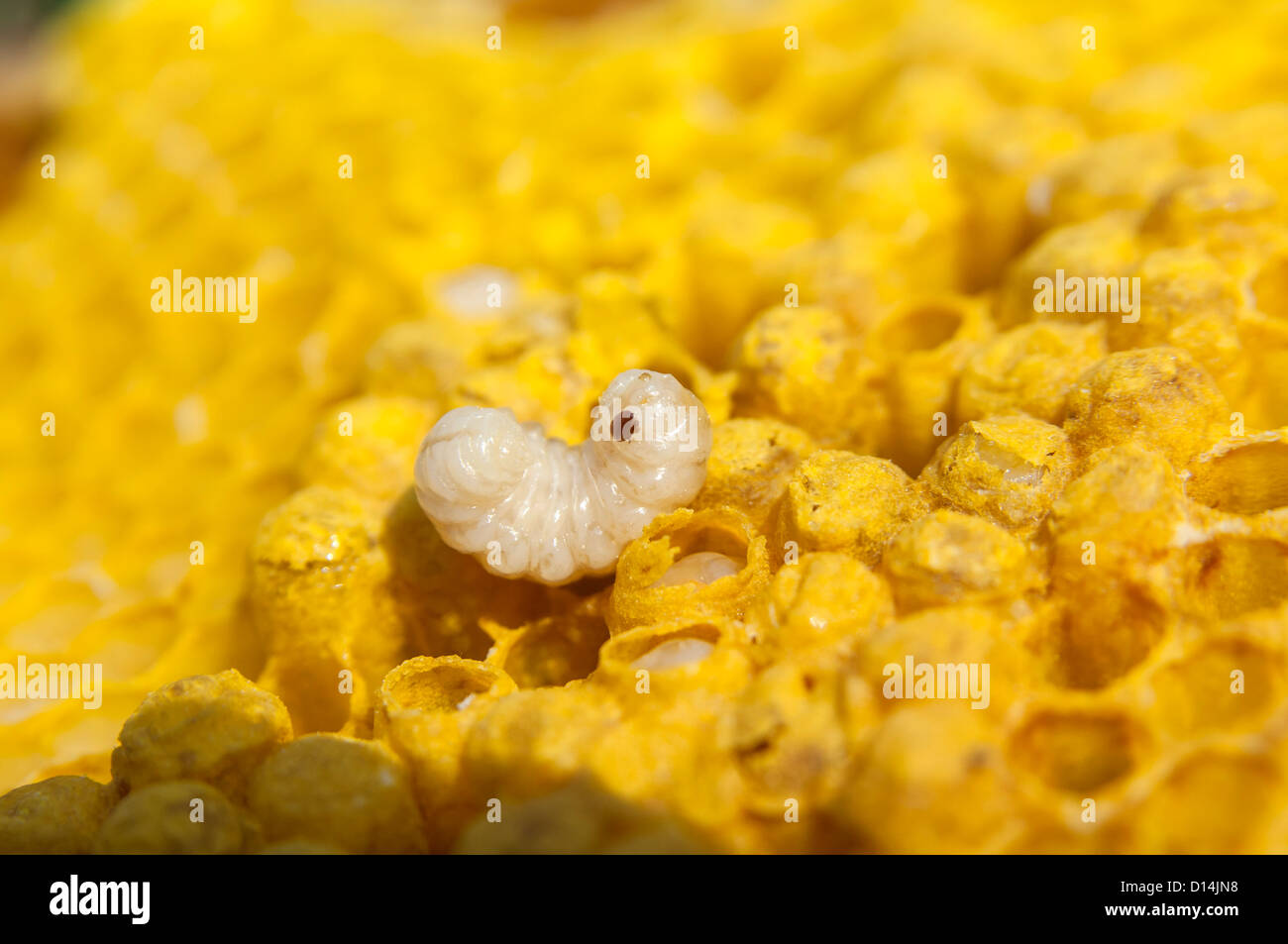 Varroa mite on bee hi-res stock photography and images - Alamy