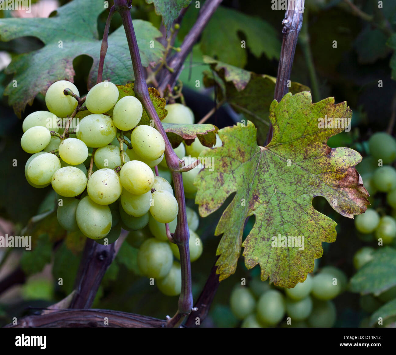 Grape wine leaves hi-res stock photography and images - Alamy