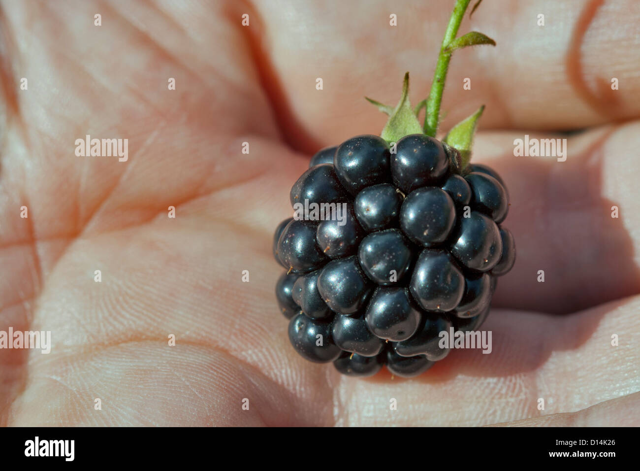 Fresh blackberry in woman hand Stock Photo - Alamy