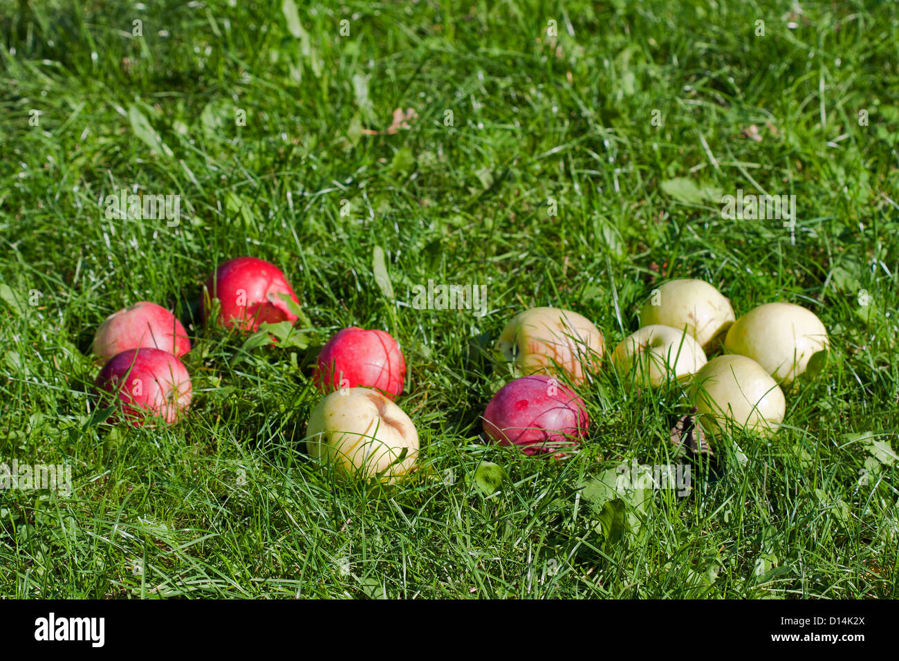 Ripe apples in the grass Stock Photo - Alamy