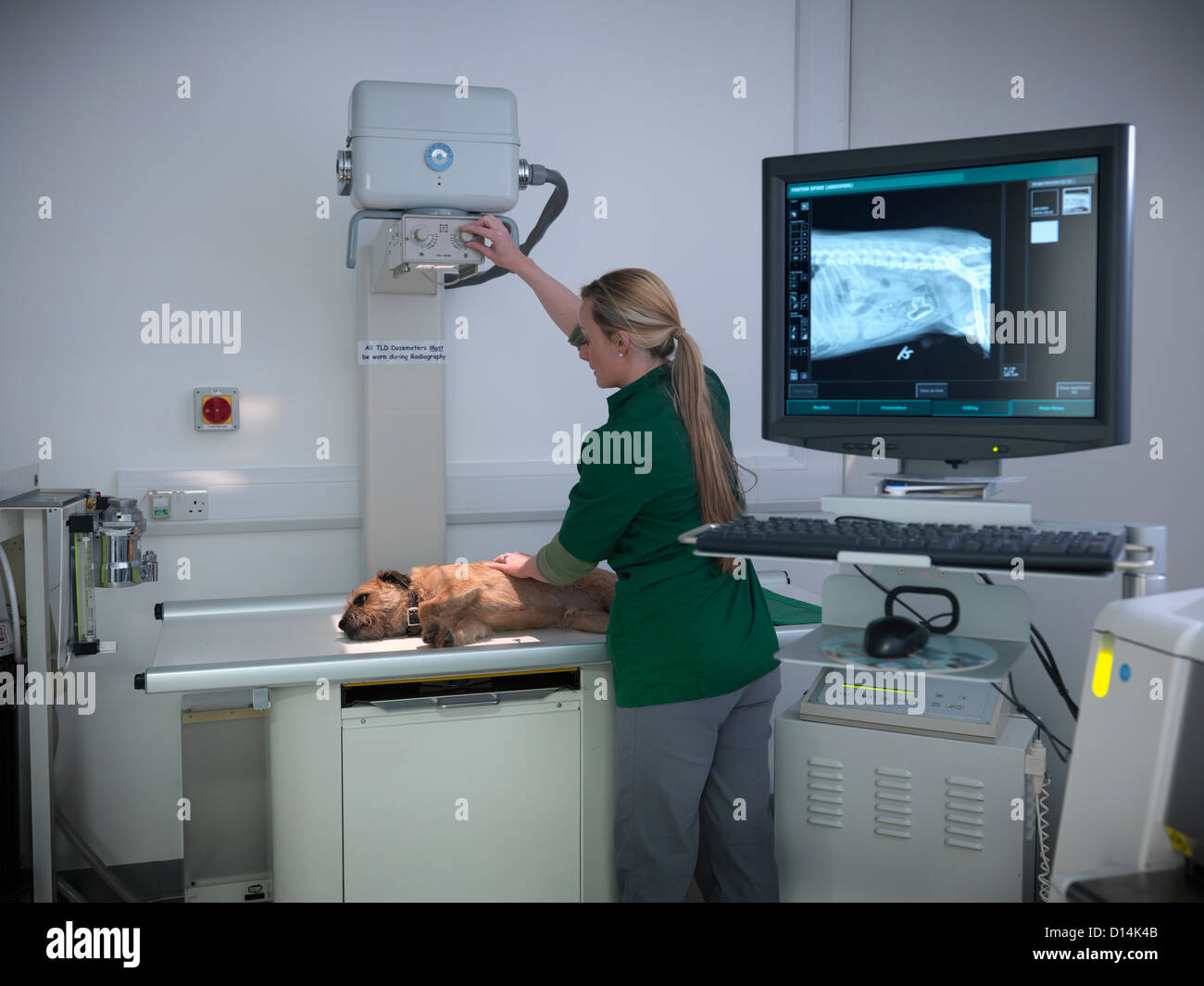 Dog X Ray Abdomen High Resolution Stock Photography and Images - Alamy