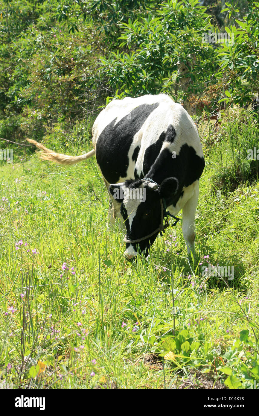 A Hershey cow grazing in a field of alfalfa on a farm in Cotacachi ...