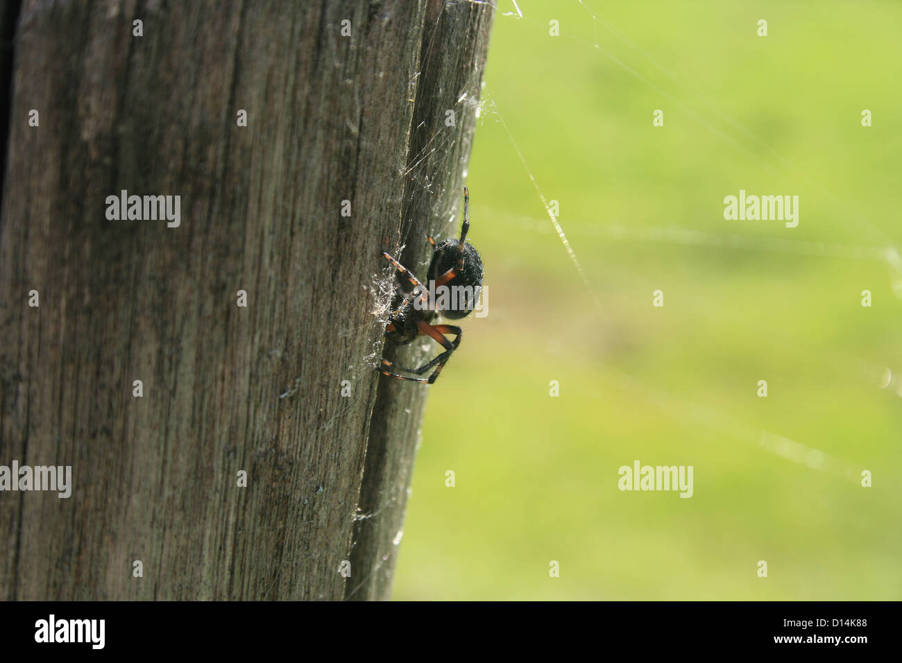 A black and brown Orb Weaver Spider on a fence post in a farmers field ...