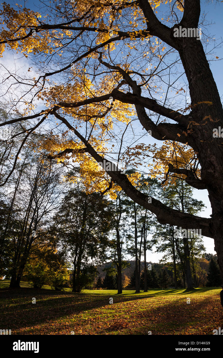 Autumn Trees in Upstate New York, USA Stock Photo - Alamy