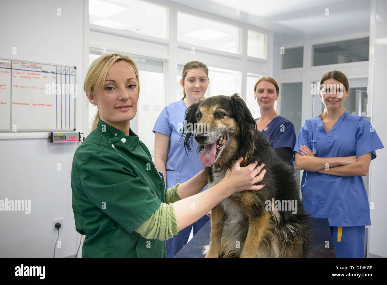Veterinary Team High Resolution Stock Photography and Images - Alamy