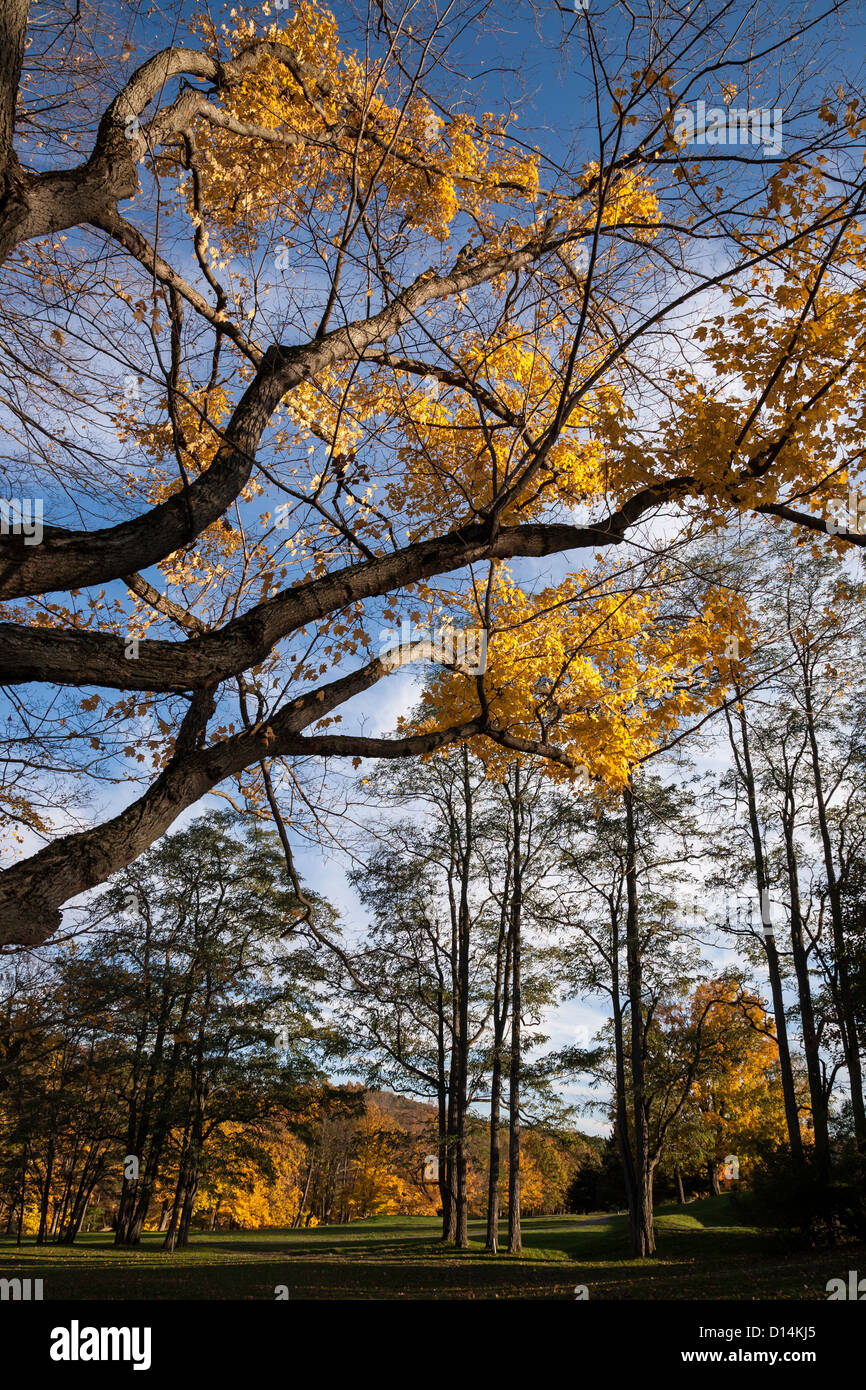 Autumn Trees in Upstate New York, USA Stock Photo - Alamy