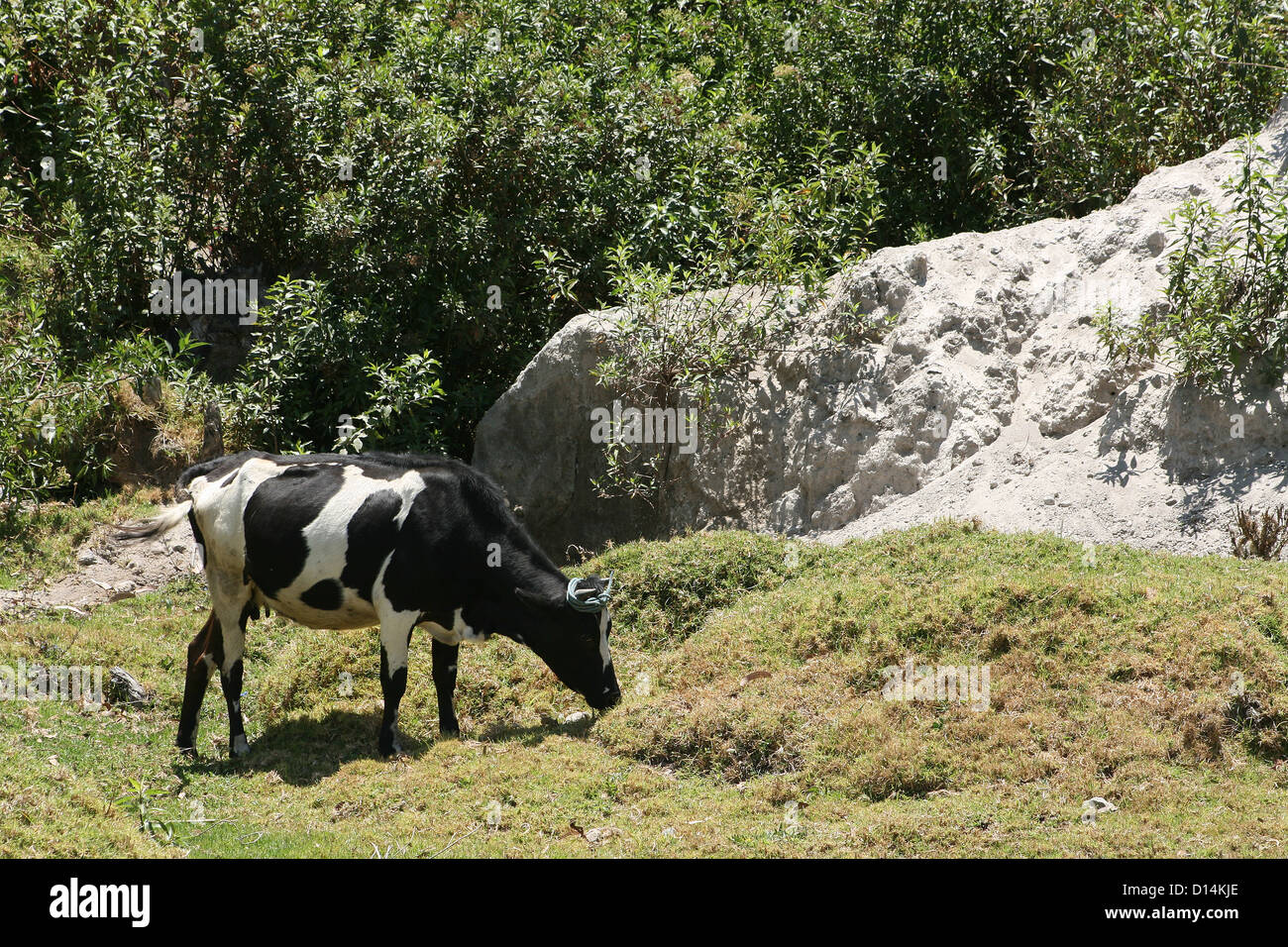 A black and white Hershey cow grazing in a farmers meadow beside a rock ...