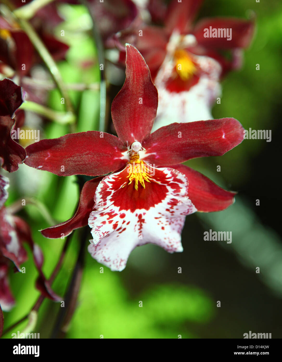 Vuylestekeara cambria 'Plush' - Orchid flower Stock Photo - Alamy