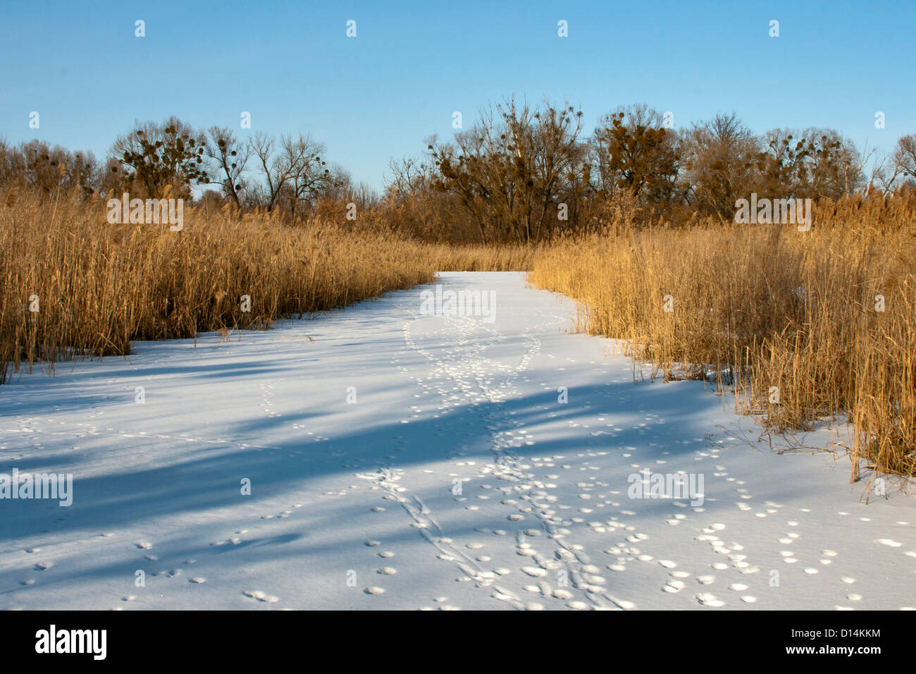 Winter landscape, frozen river bank Stock Photo - Alamy