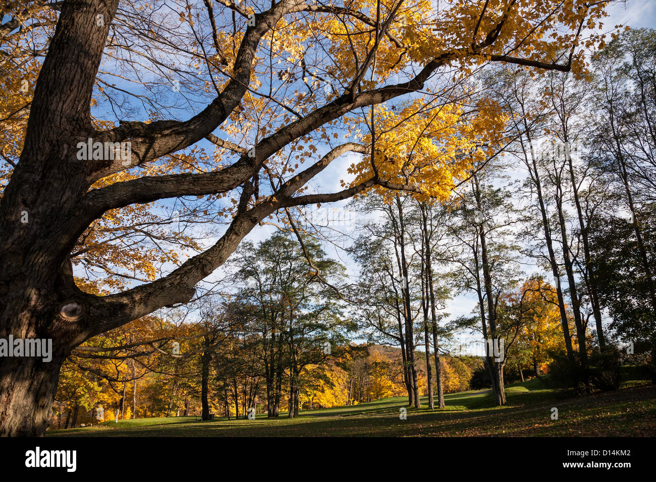 Autumn Trees in Upstate New York, USA Stock Photo - Alamy