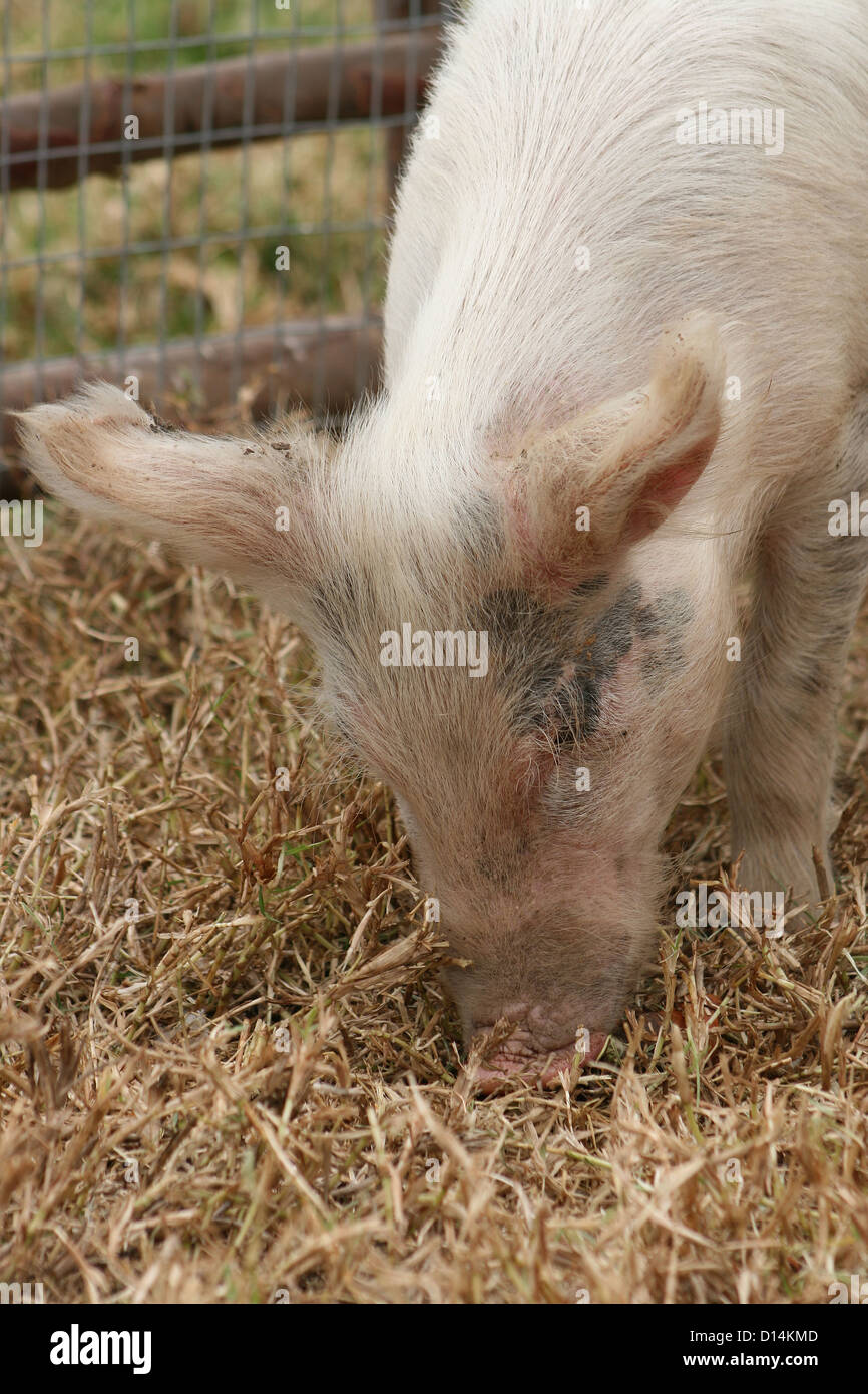 Pig ecuador hi-res stock photography and images - Alamy
