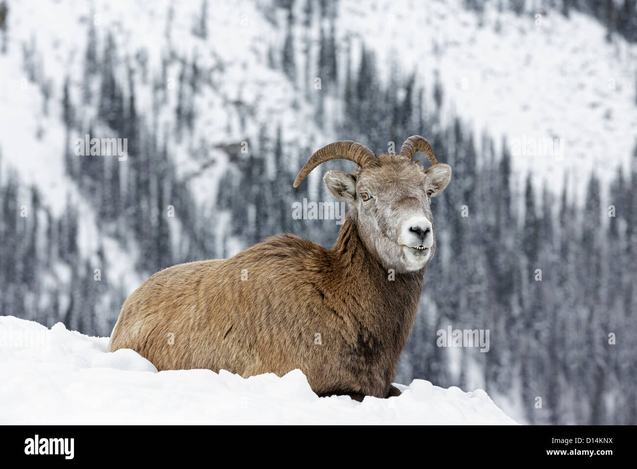 Sheep stood in snow hi-res stock photography and images - Alamy
