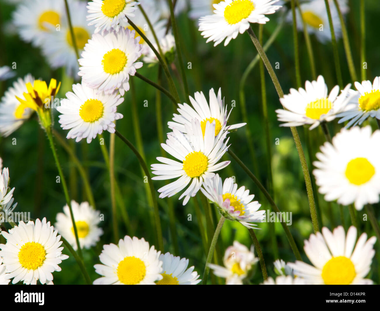 daisy flowers on the field Stock Photo - Alamy