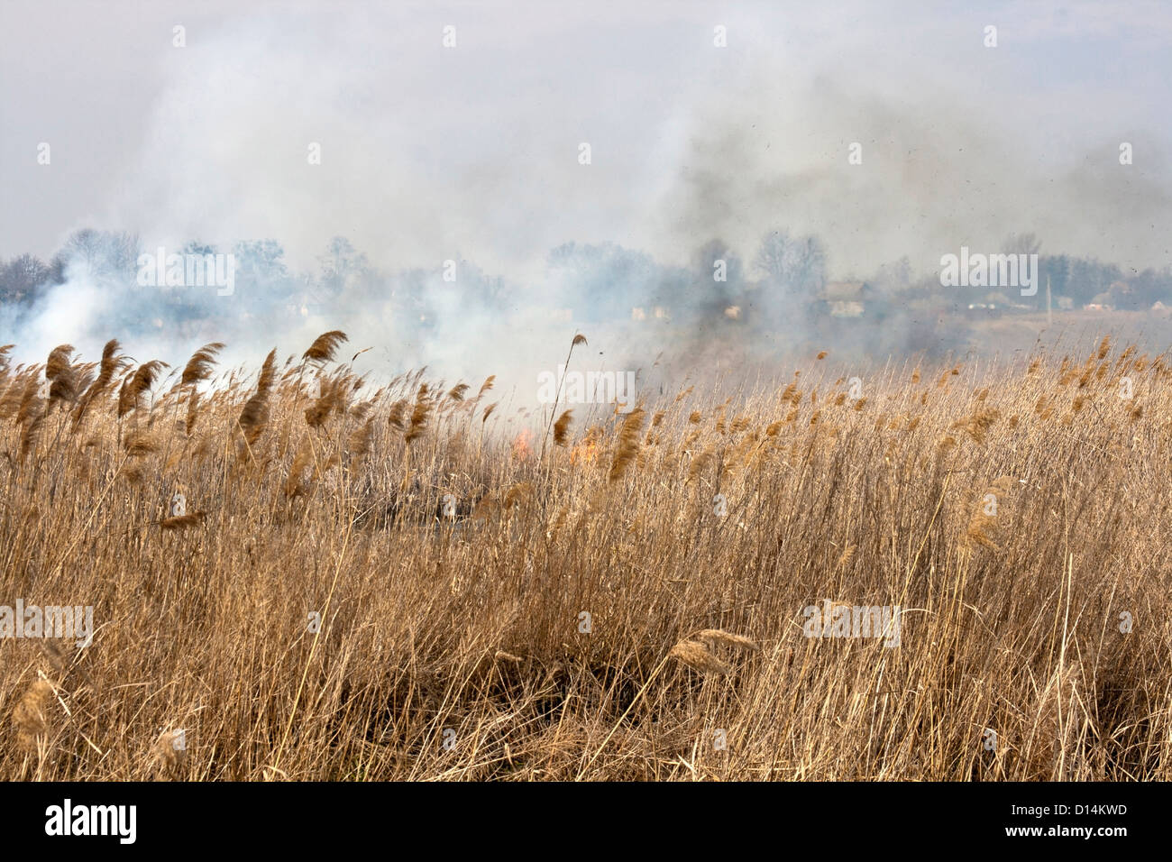 Cane field hi-res stock photography and images - Alamy