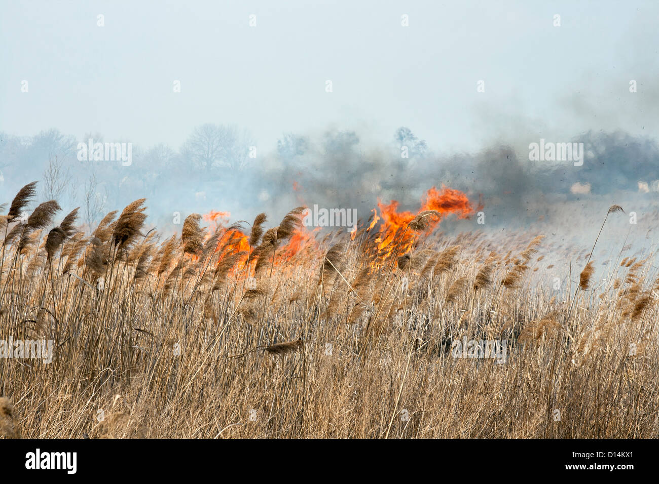 Dry grass field on fire hi-res stock photography and images - Alamy