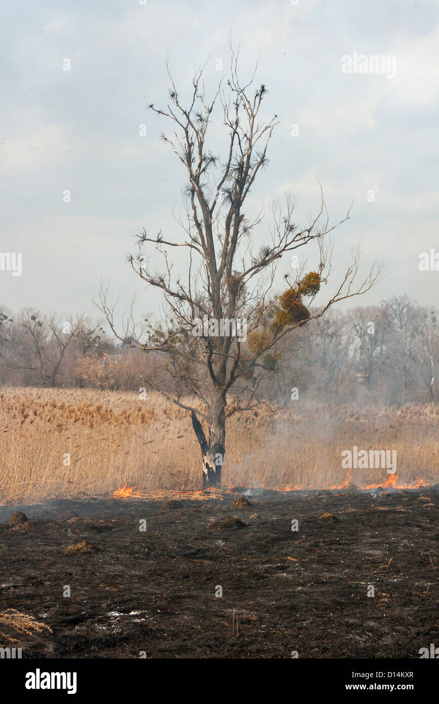 Burnt old tree on burning cane field close to the river Stock Photo - Alamy