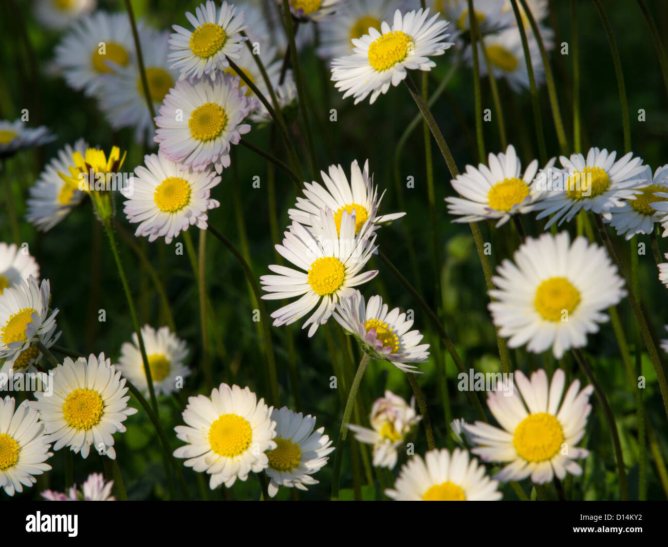 daisy flowers on the field Stock Photo - Alamy