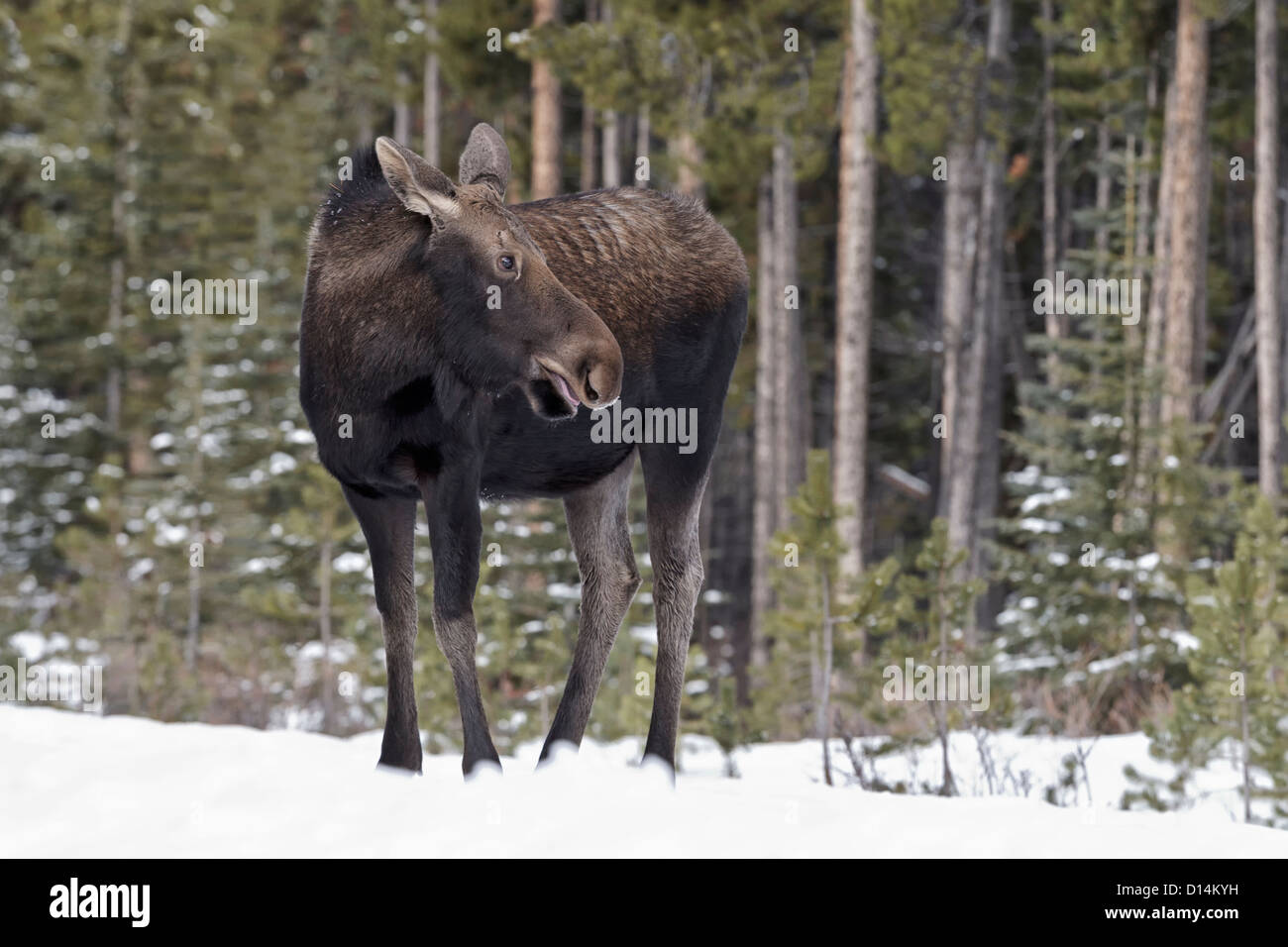 Moose british columbia hi-res stock photography and images - Alamy