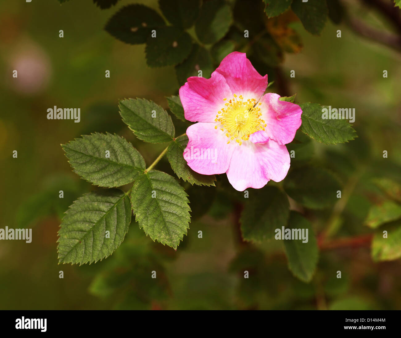 A close up shot of the pink flowers of a Dog Rose (Rosa canina ...