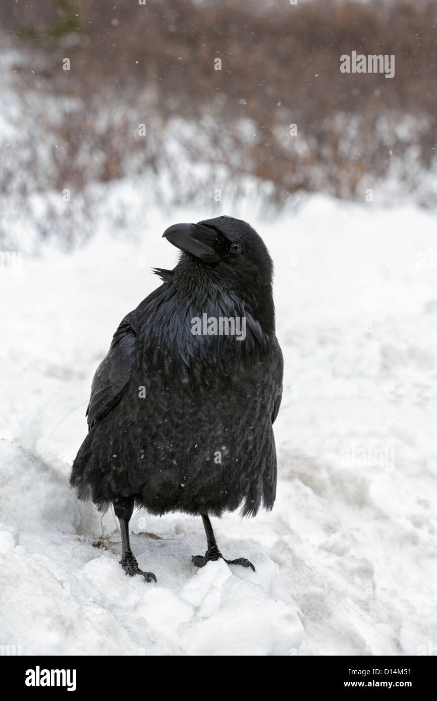 winter Raven in snow shower Stock Photo - Alamy