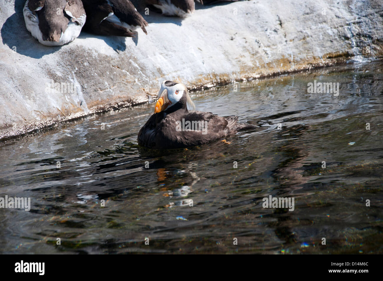 Tufted Puffin in Oregon State Aquarium at Newport oregon USA Stock ...