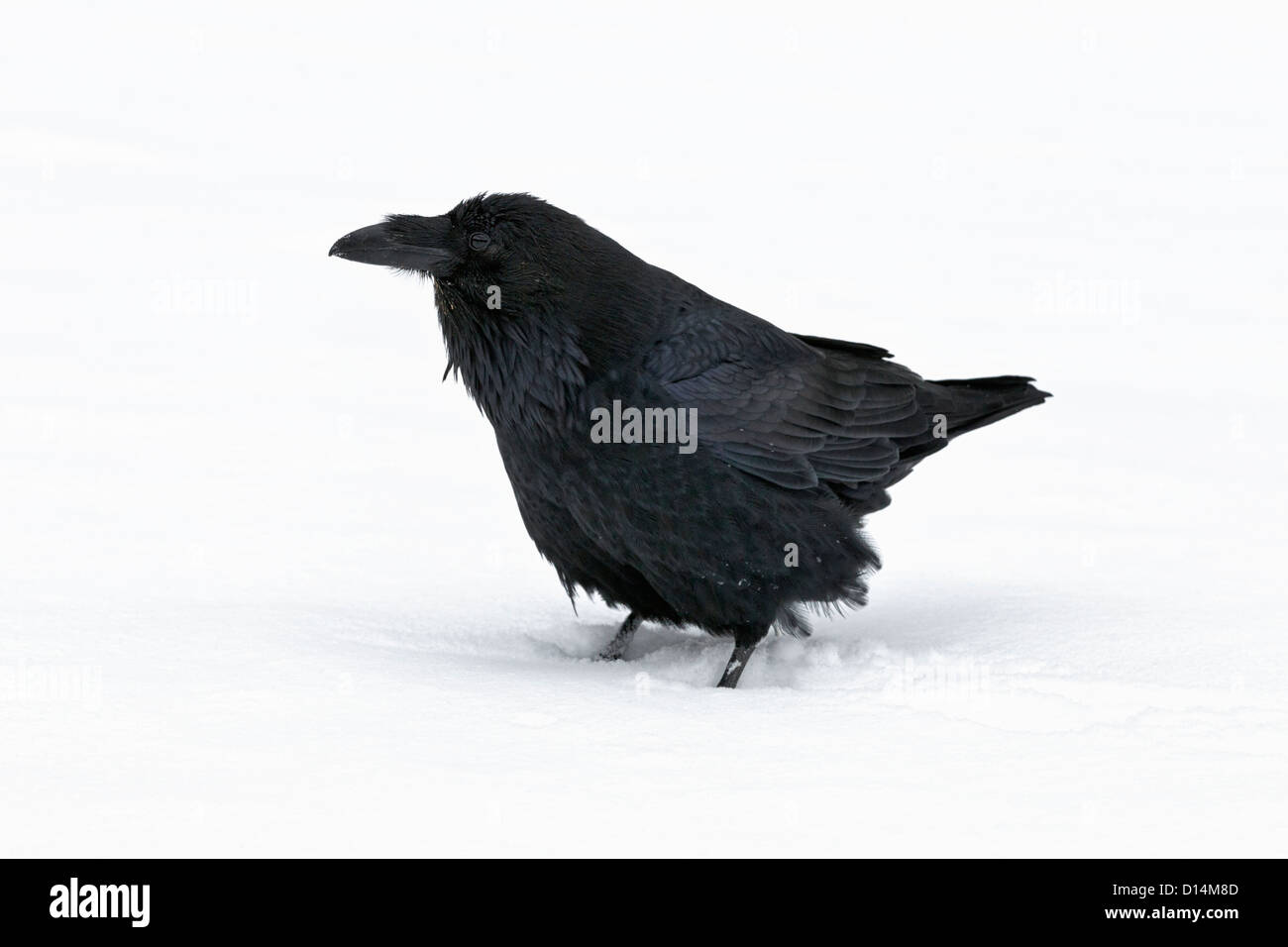 Canada winter Cut Out Stock Images & Pictures - Alamy