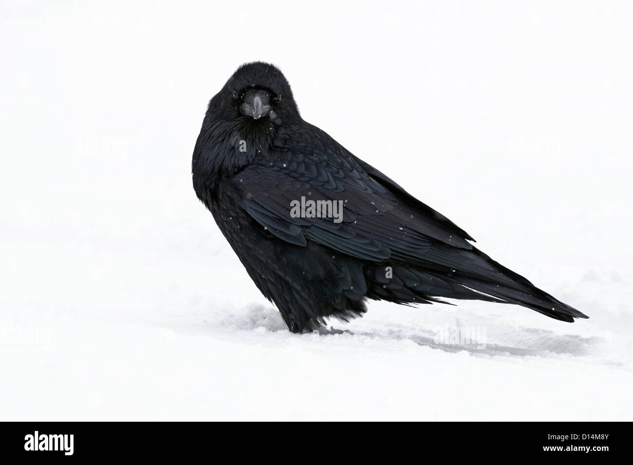 winter Raven in snow shower Stock Photo - Alamy