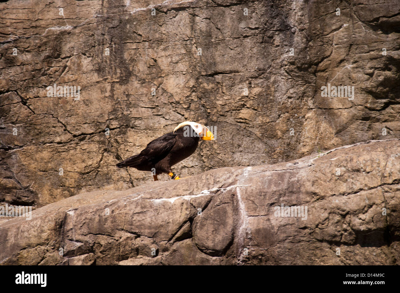 Tufted Puffin in Oregon State Aquarium at Newport oregon USA Stock ...