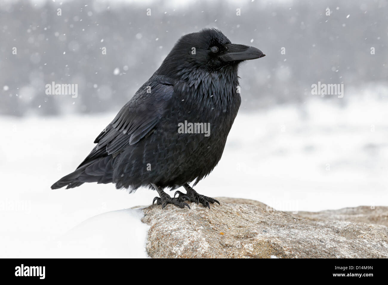 winter Raven in snow shower Stock Photo - Alamy