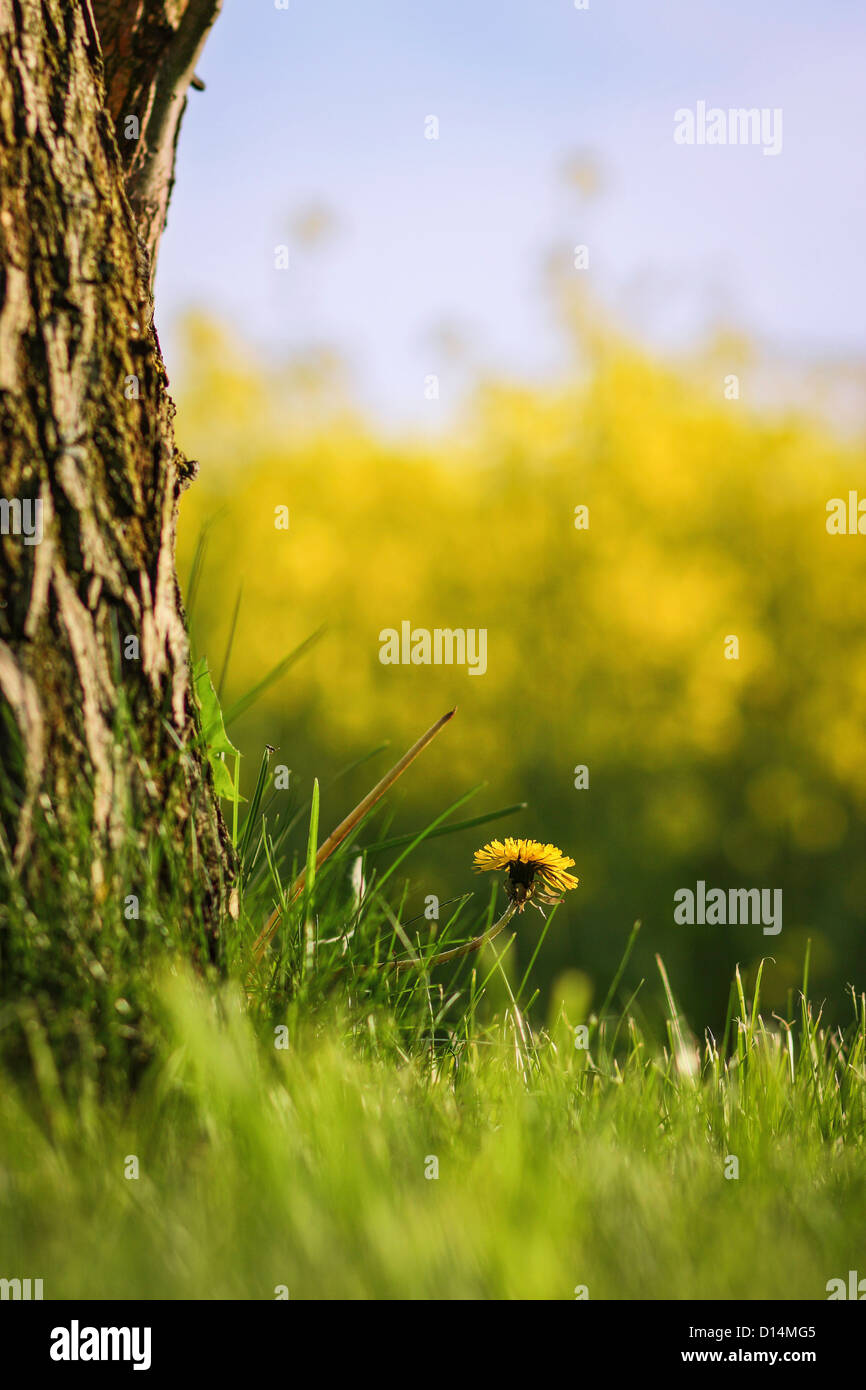 Dandelion growing by tree Stock Photo - Alamy