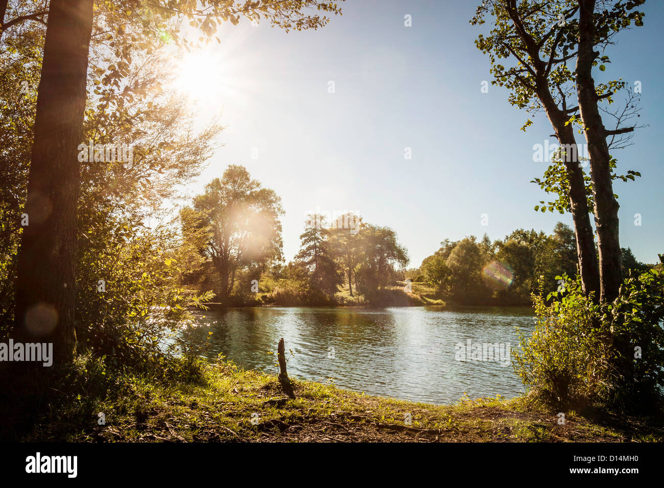 Trees growing by rural lake Stock Photo - Alamy