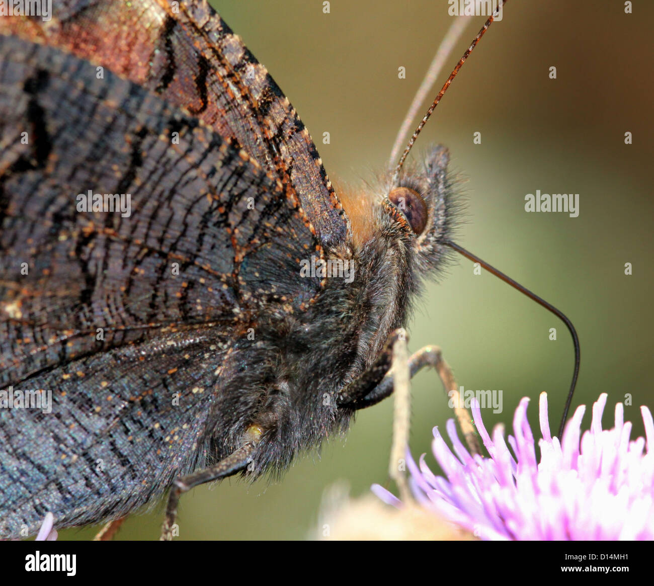 Extremely detailed macro close-up of the head and tongue of a Common ...
