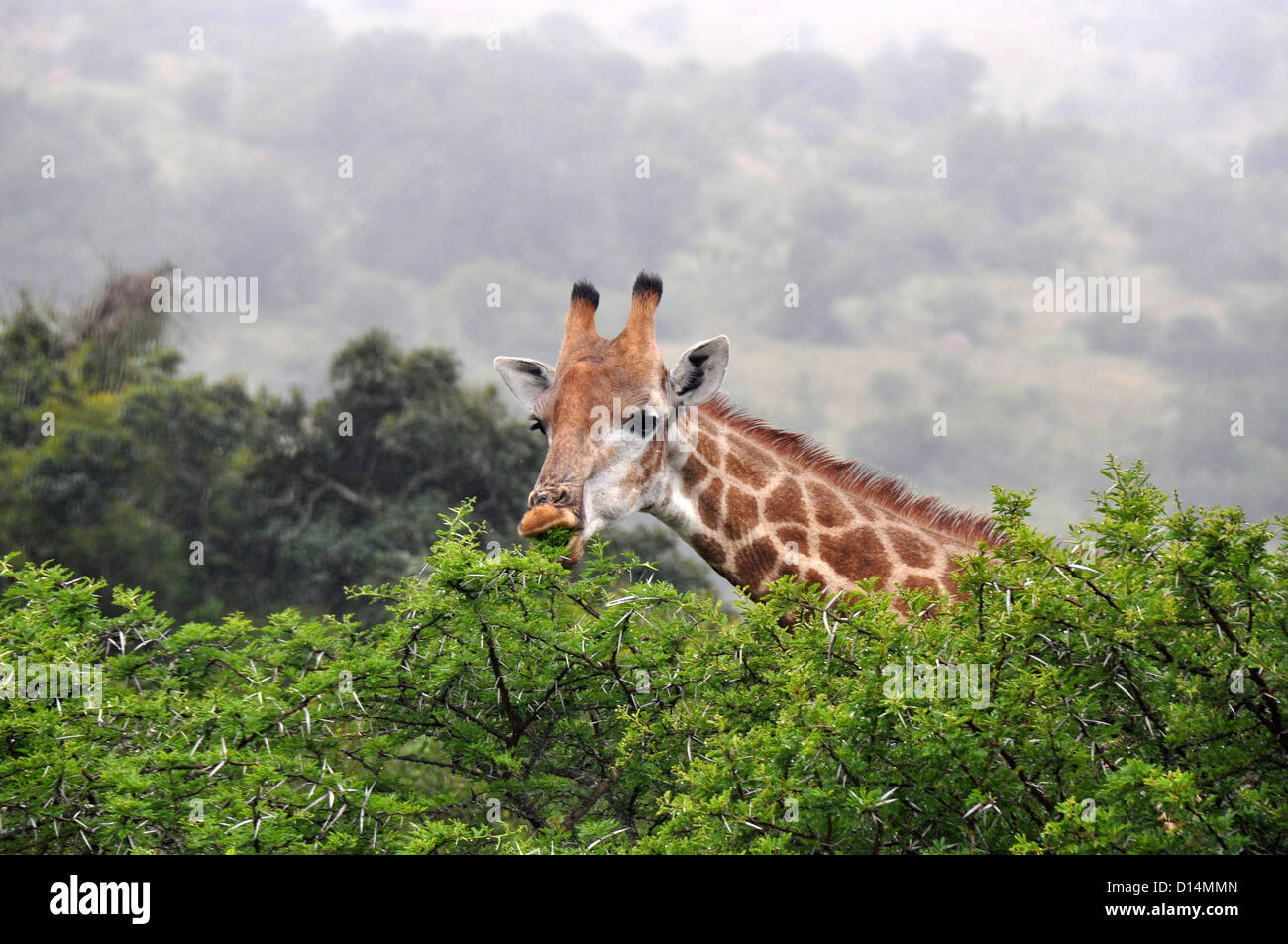 Giraffe tree wildlife hi-res stock photography and images - Alamy
