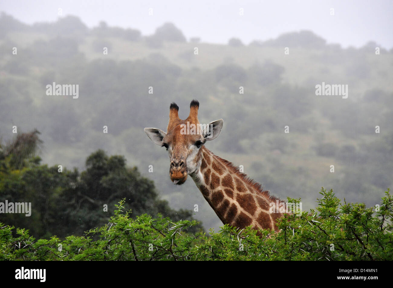 Coat of giraffe hi-res stock photography and images - Alamy