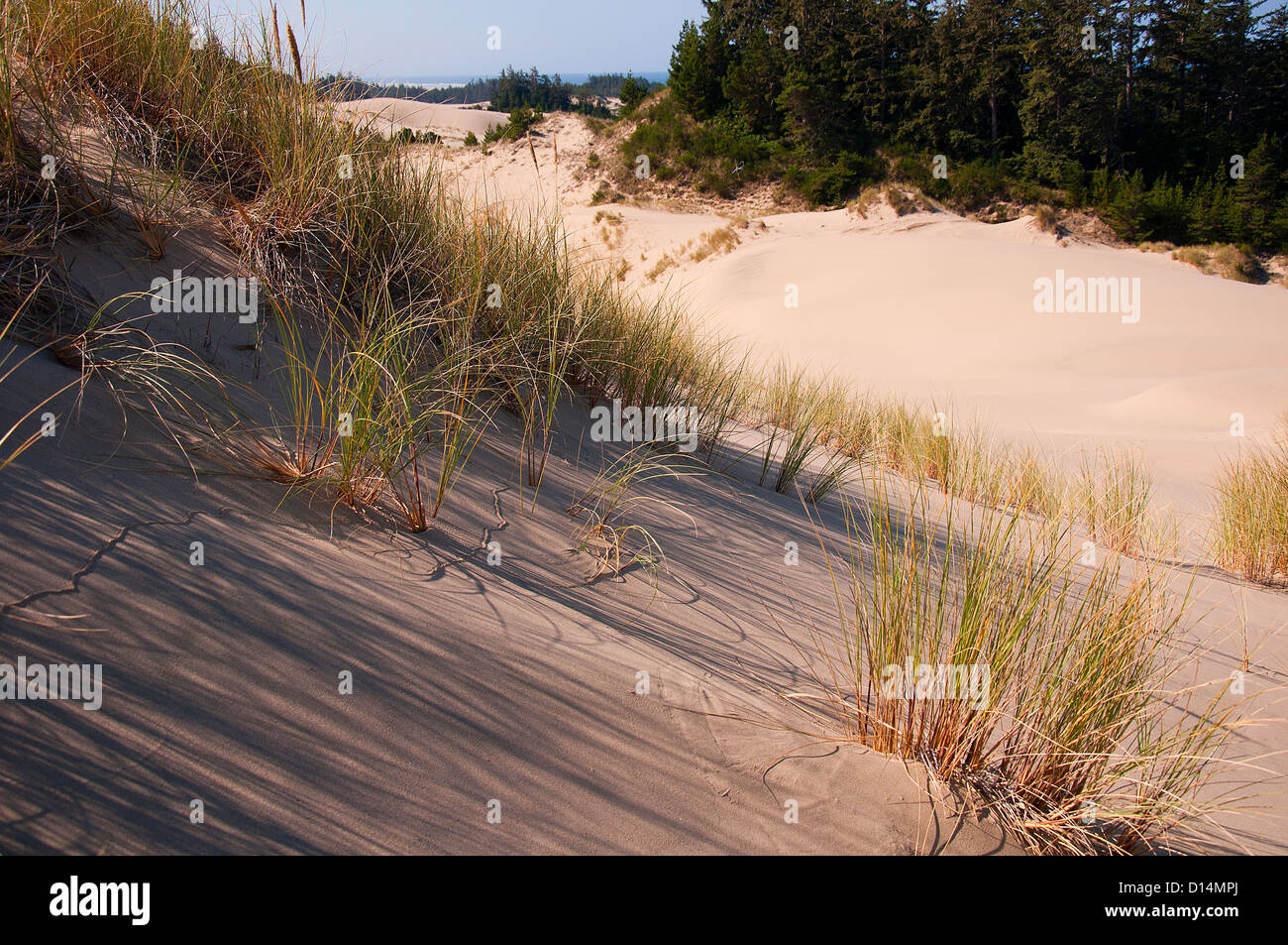 The sand dunes near the coastal town of Florence in Northern California ...