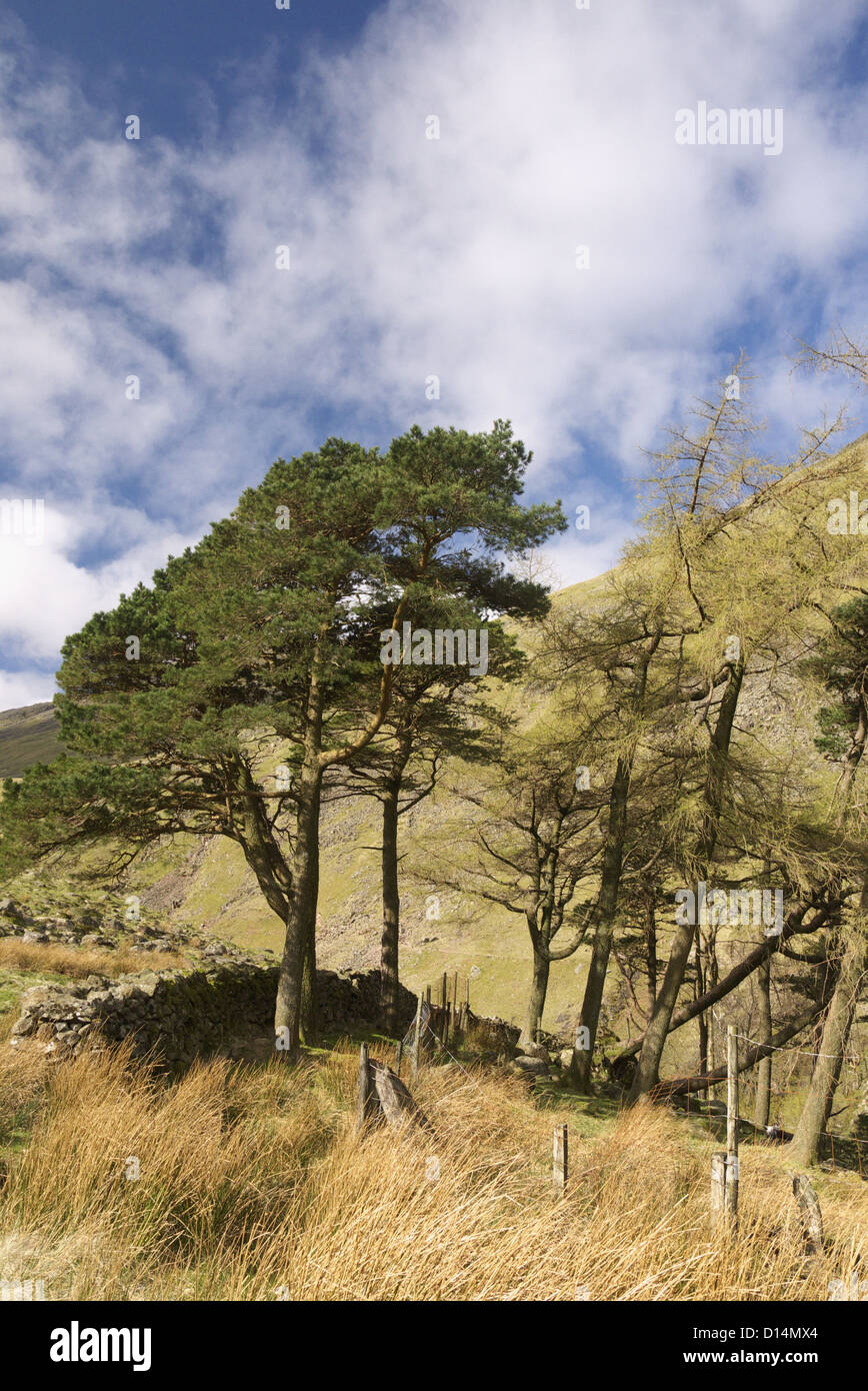 A copse of trees next to the Corridor Route path to Scafell Pike, Sty ...