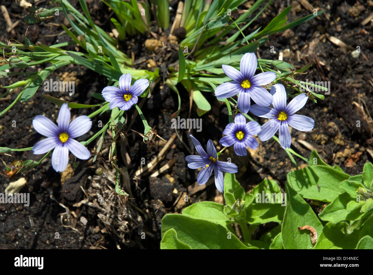 Blue flowering Sisyrinchium Pigroot plant, Bath Somerset UK Stock Photo ...