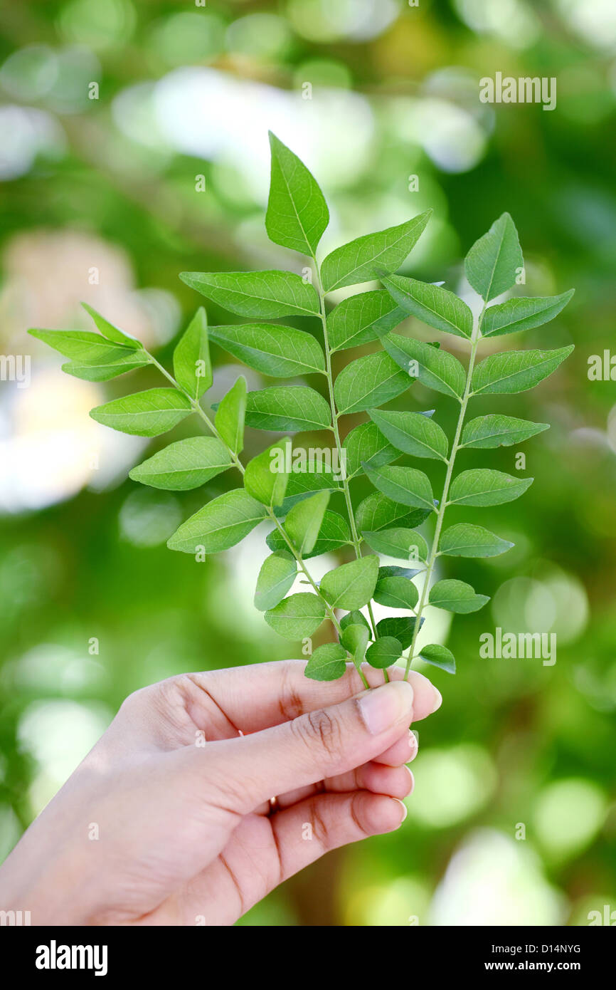 Hand holding Green curry leaves - Sweet neem leaves Stock Photo - Alamy