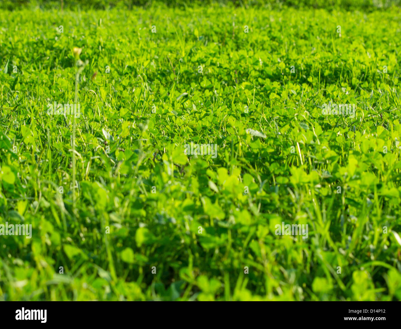 green grass field in the sunny morning Stock Photo - Alamy