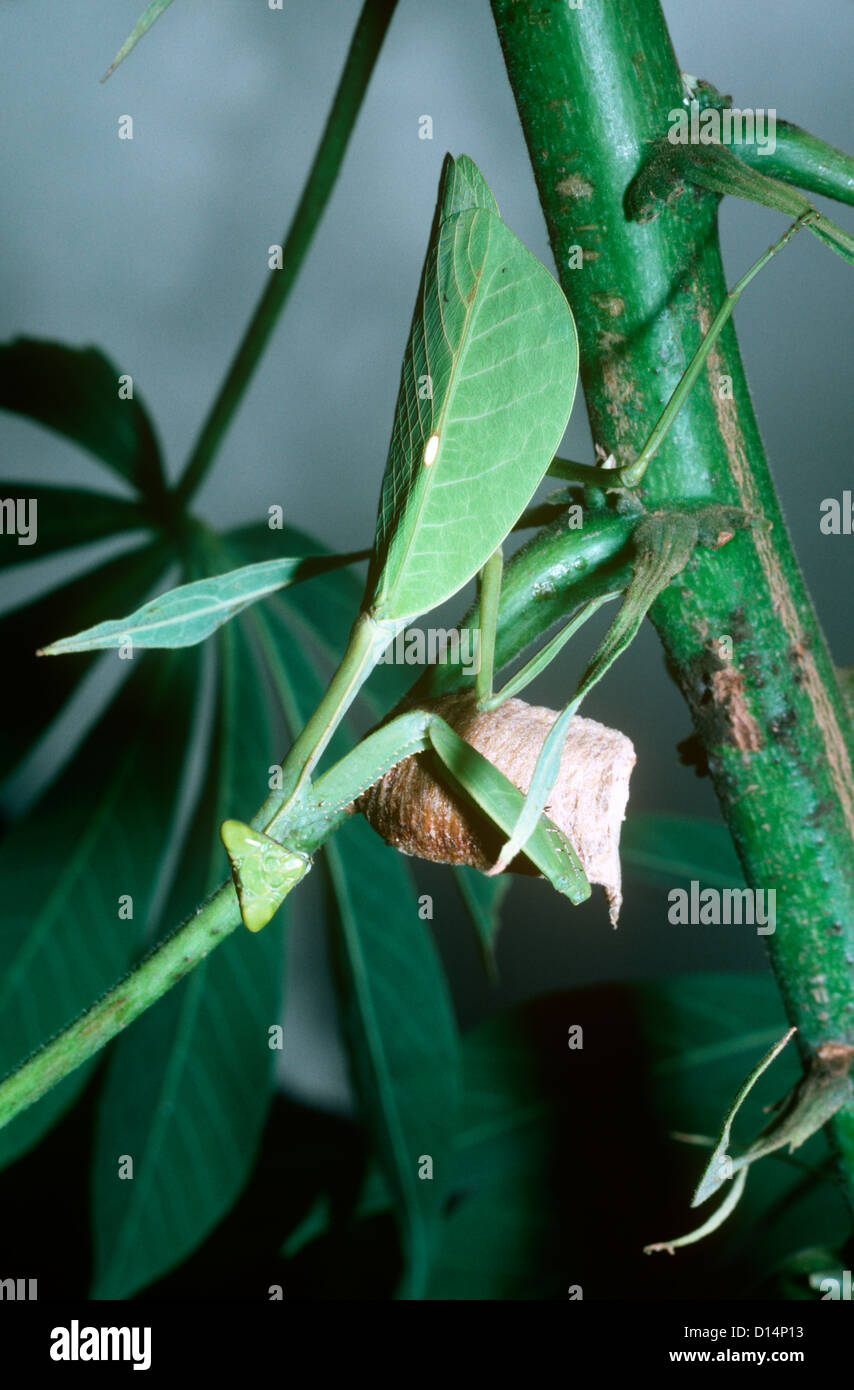 Praying mantis (Macromantis sp.) female guarding her egg-case (ootheca ...